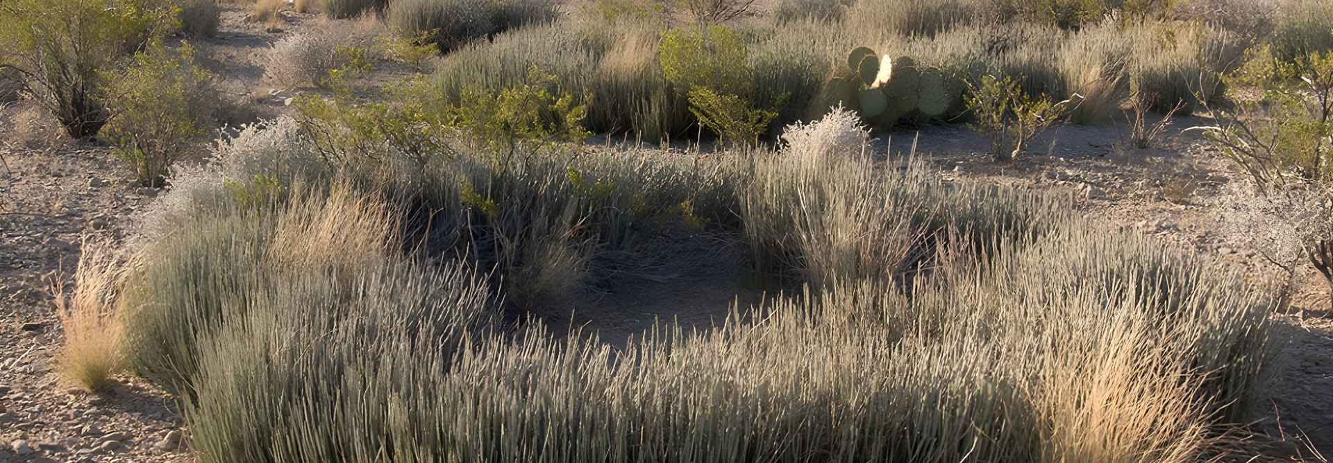 Benefits and Uses of Candelilla Wax - Alphawax